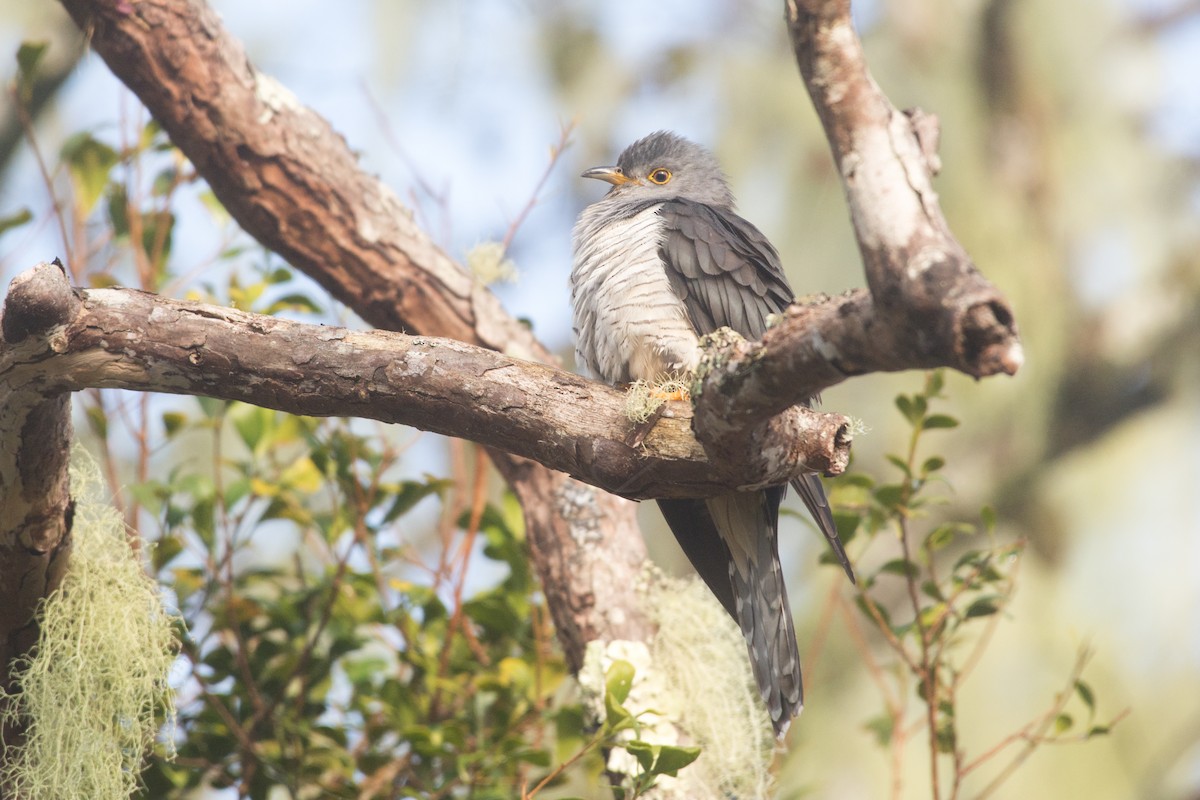 Madagascar Cuckoo - Cuculus rochii - Birds of the World