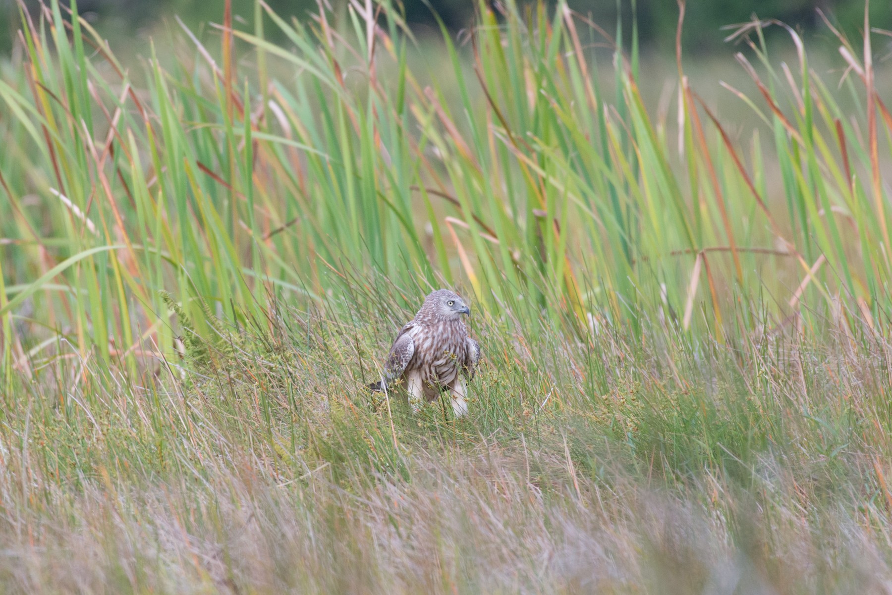 Madagascar Harrier - eBird