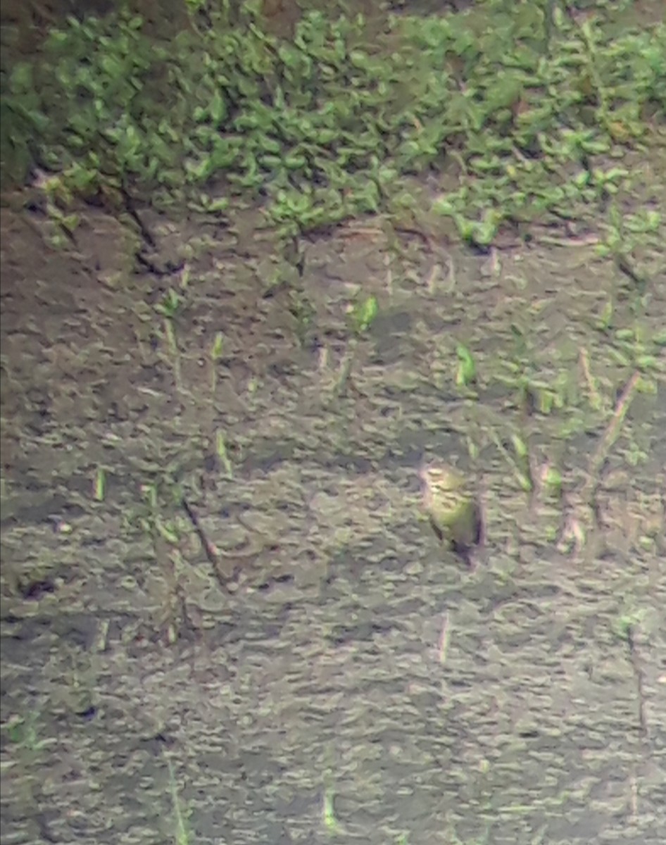 eBird Checklist - 22 Oct 2021 - Butler Plaza Retention Ponds - 5 species