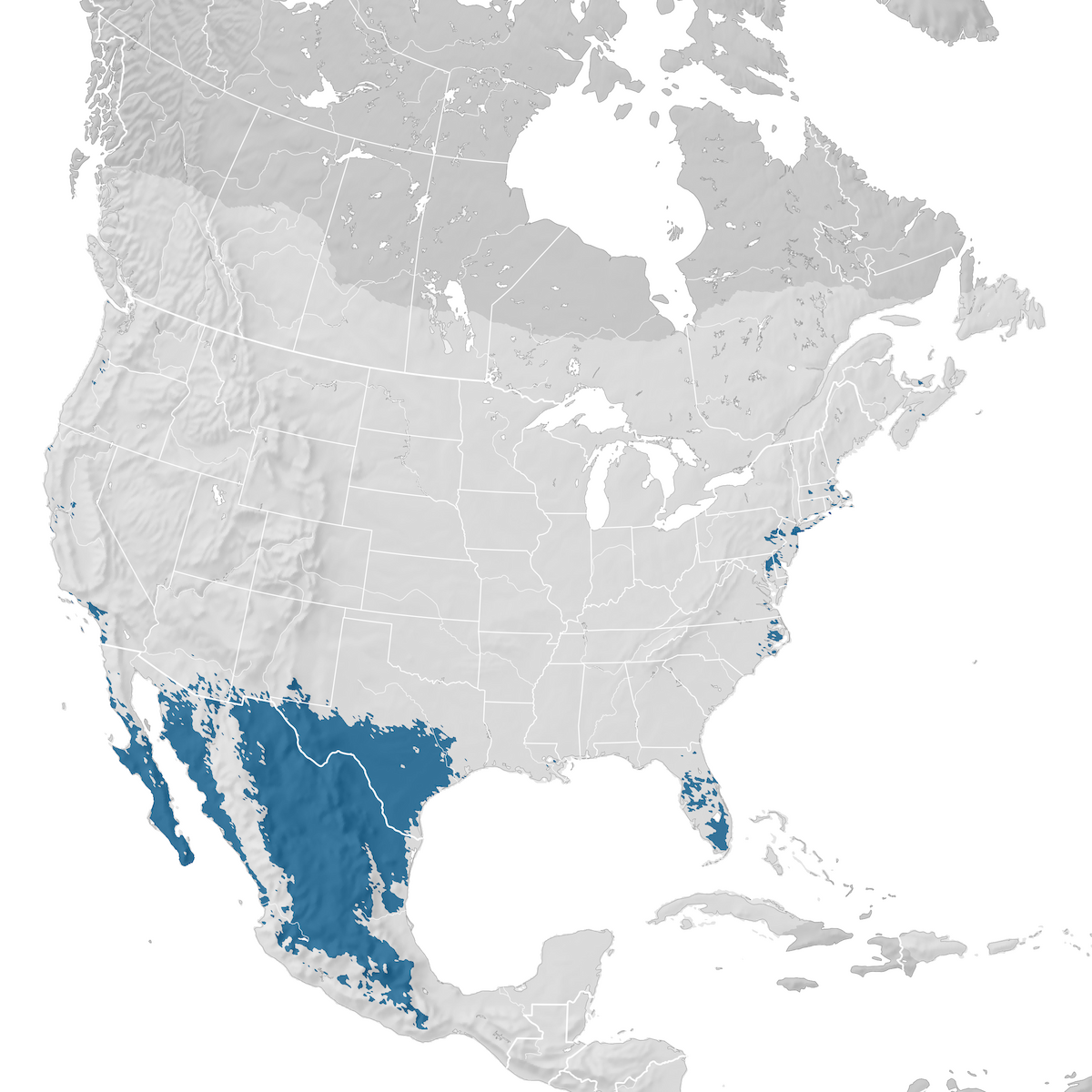 Clay-colored Sparrow - Range map: Non-breeding - eBird Status and Trends