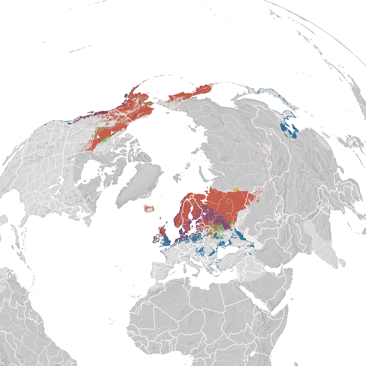 Common/Short-billed Gull - Range map - eBird Status and Trends