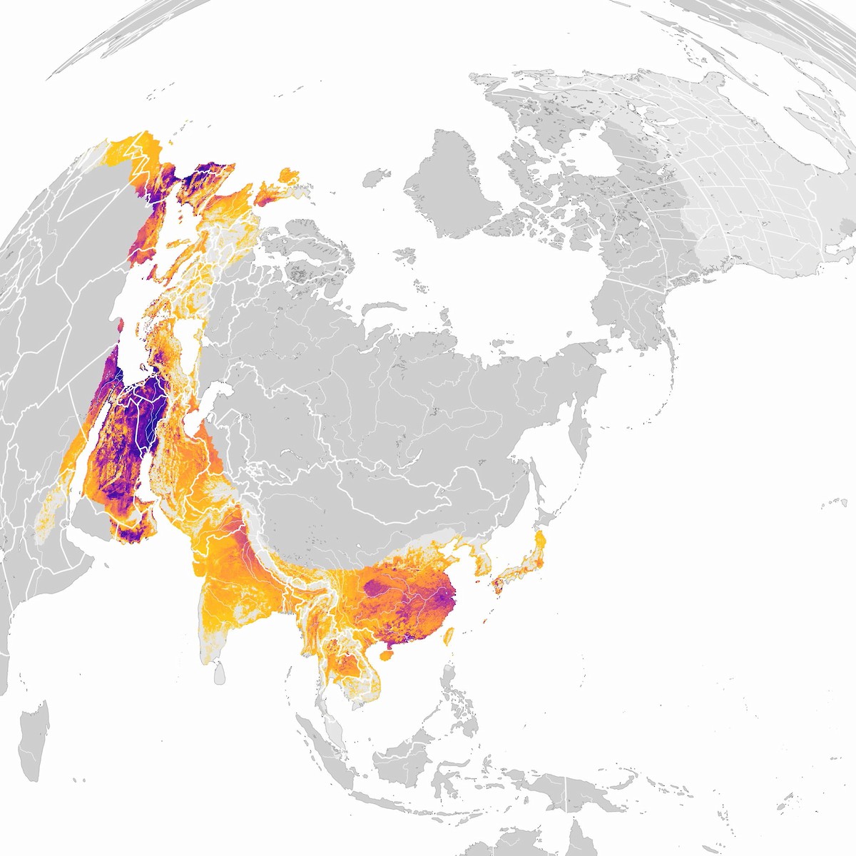 White Wagtail - Abundance animation - eBird Status and Trends