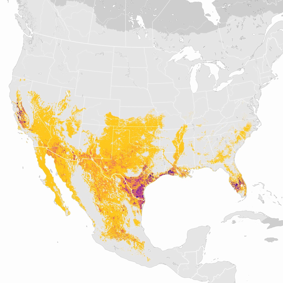 Loggerhead Shrike - Abundance animation - eBird Status and Trends