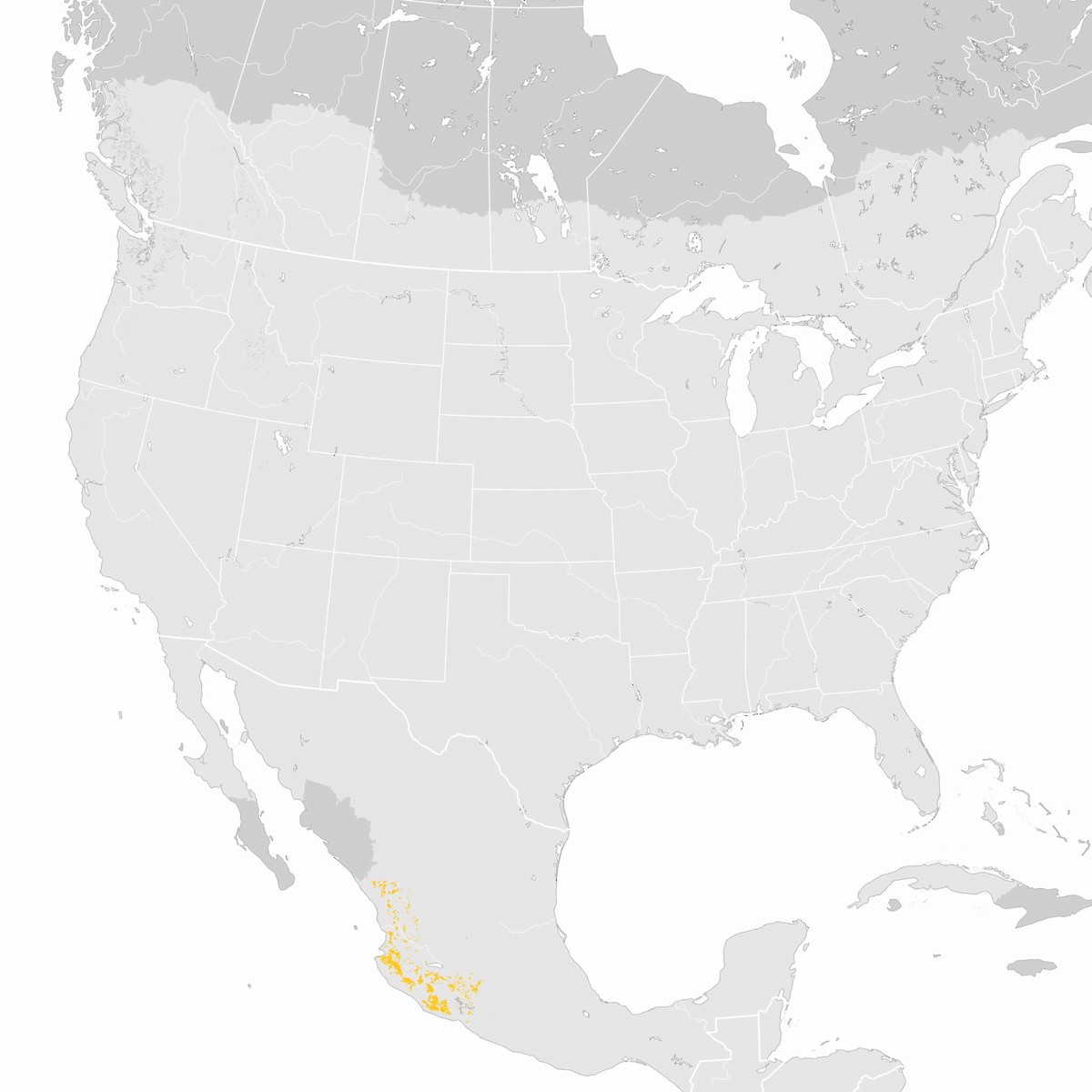 Calliope Hummingbird - Abundance animation - eBird Status and Trends