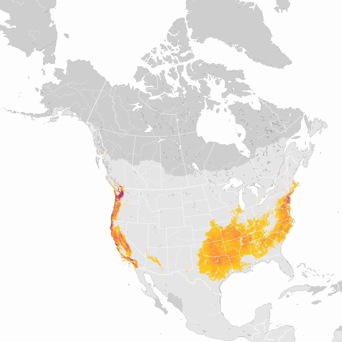 Fox Sparrow - Abundance animation - eBird Status and Trends