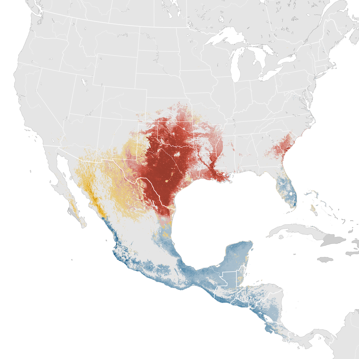Painted Bunting - Abundance map - eBird Status and Trends