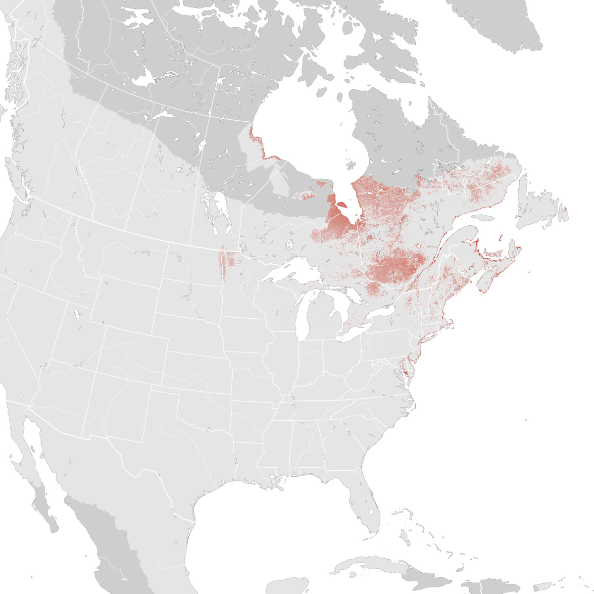 American Black Duck - Abundance map: Breeding - eBird Status and Trends