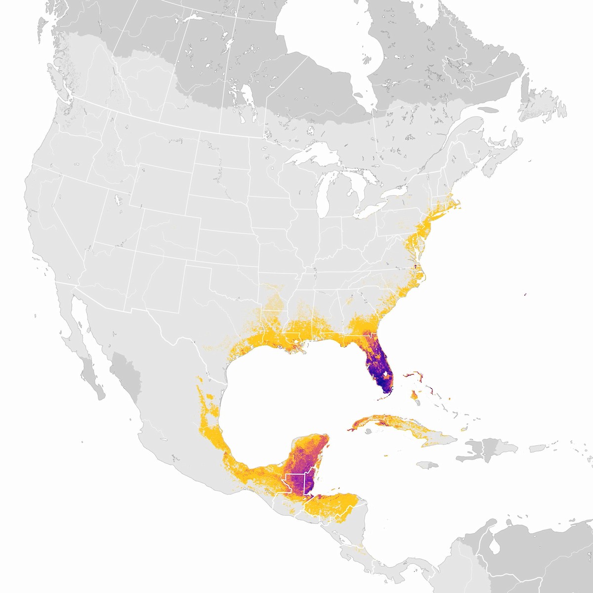 Gray Catbird - Abundance animation - eBird Status and Trends