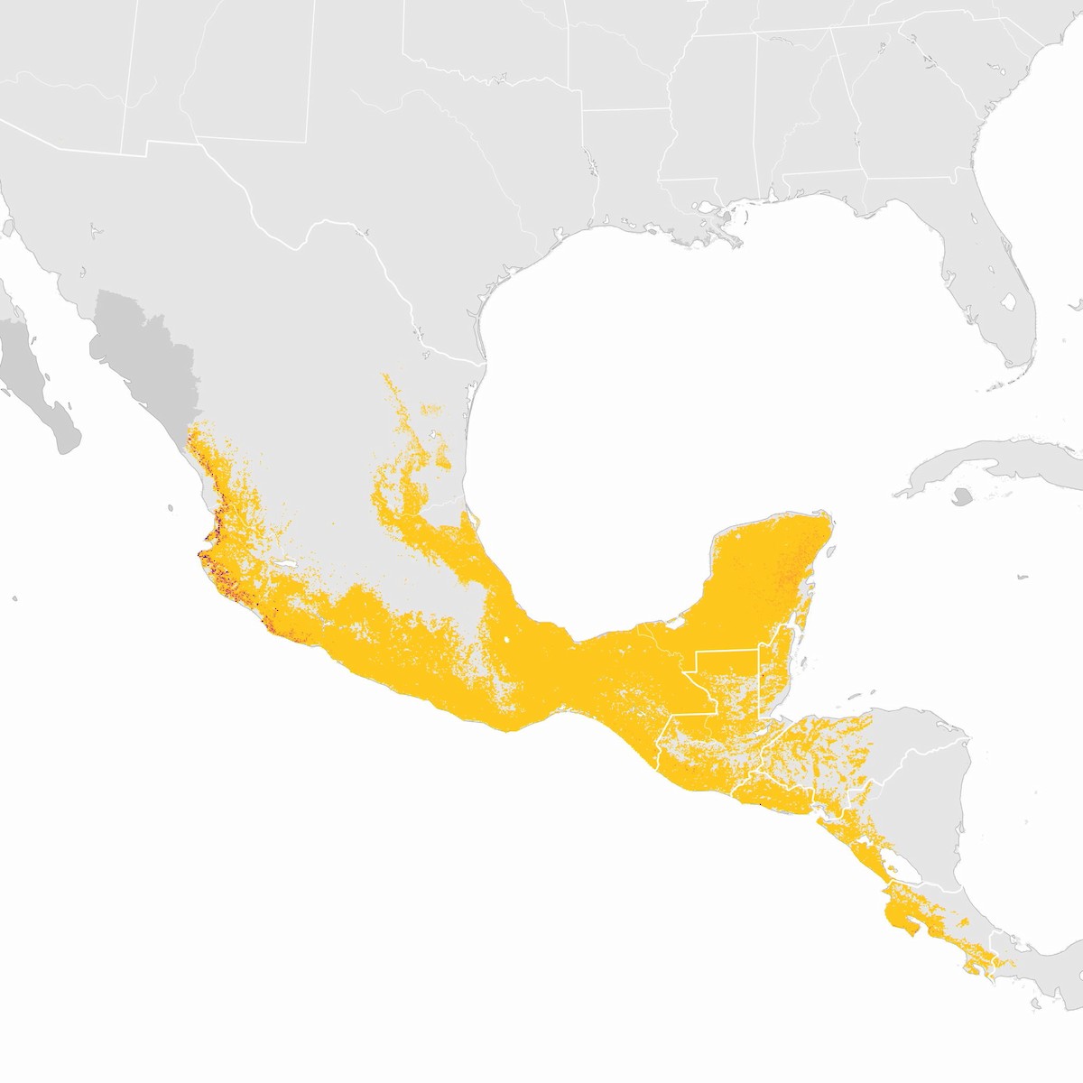 Rose-throated Becard - Abundance animation - eBird Status and Trends