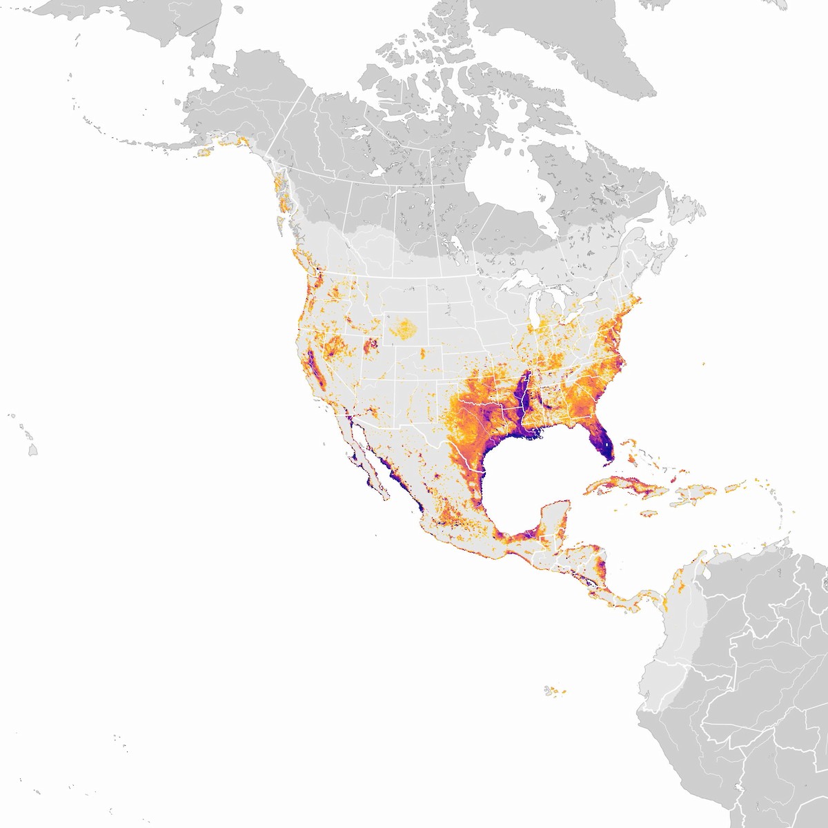 Great Blue Heron - Abundance animation - eBird Status and Trends