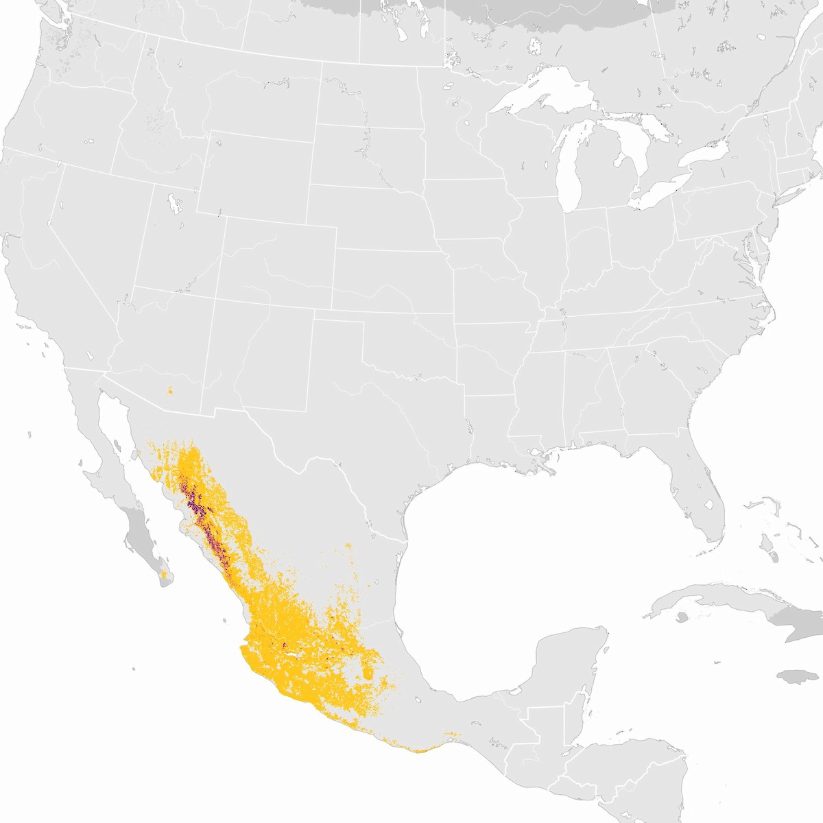 Broad-billed/Turquoise-crowned Hummingbird - Abundance animation ...
