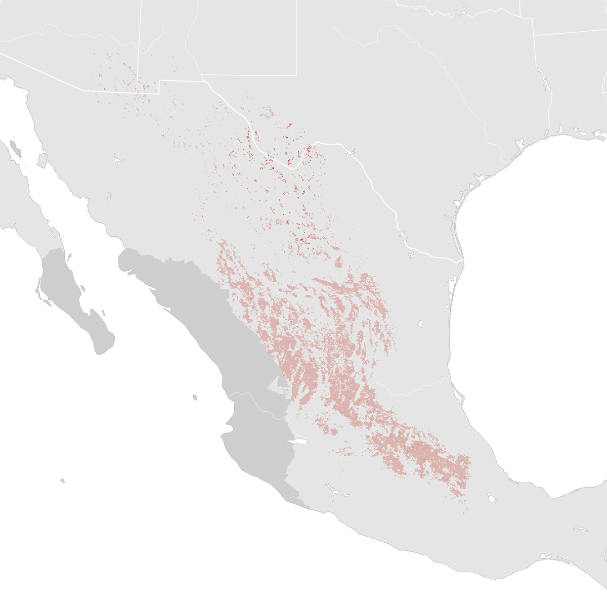 Lucifer Hummingbird - Abundance map: Breeding - eBird Status and Trends