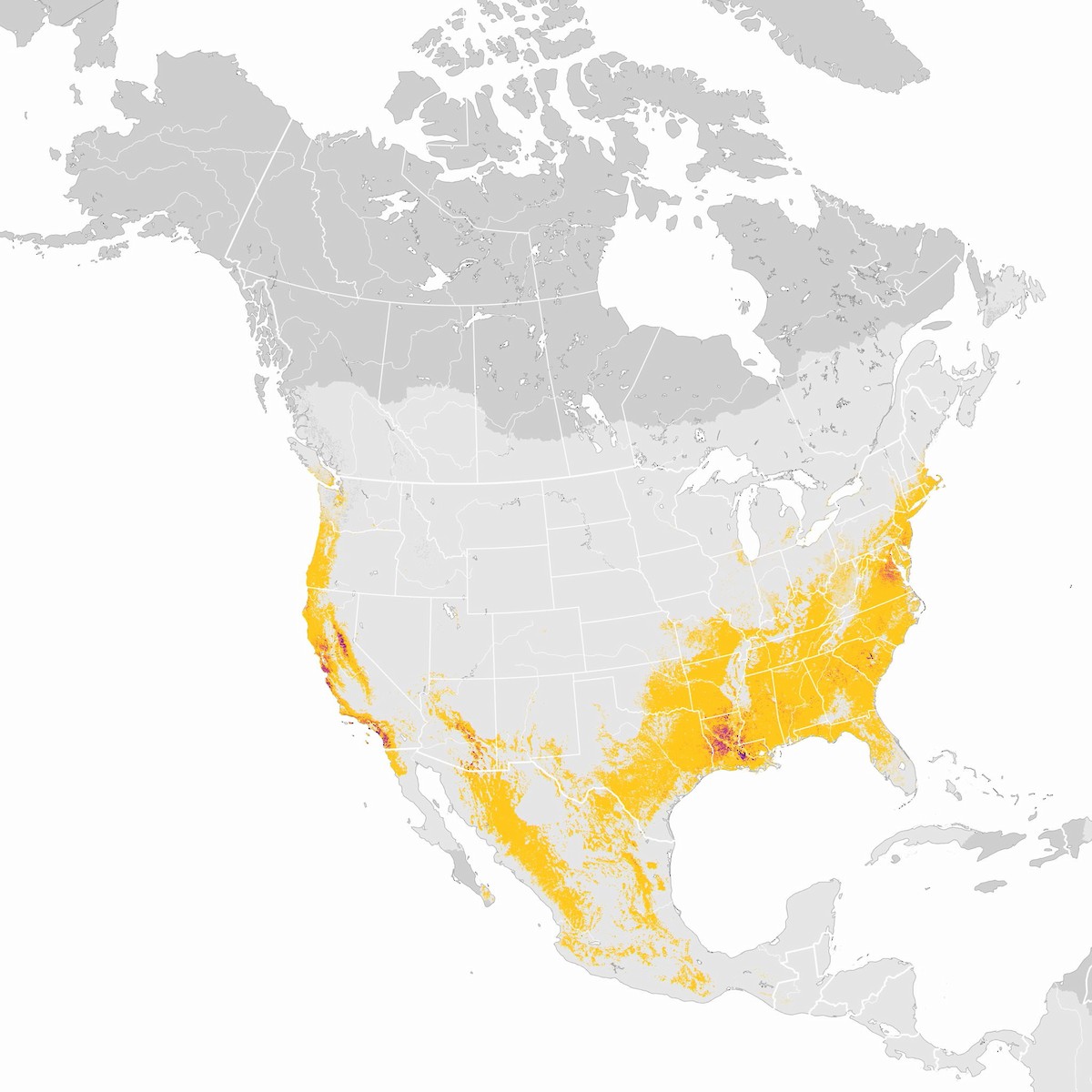 Hermit Thrush - Abundance animation - eBird Status and Trends
