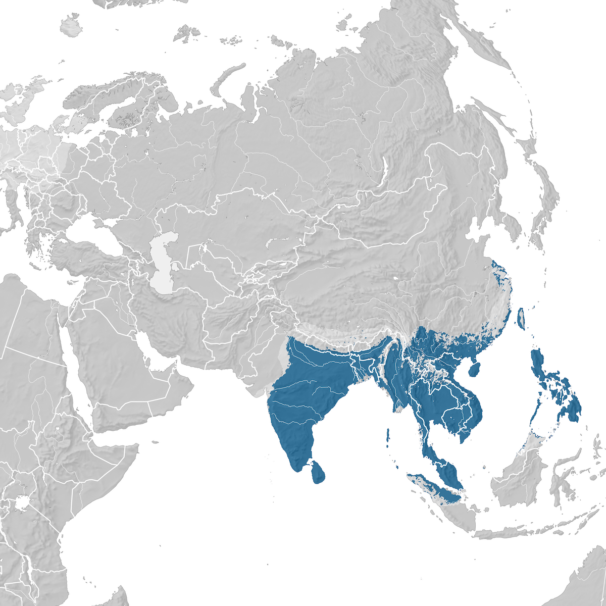 Brown Shrike - Range map: Non-breeding - eBird Status and Trends