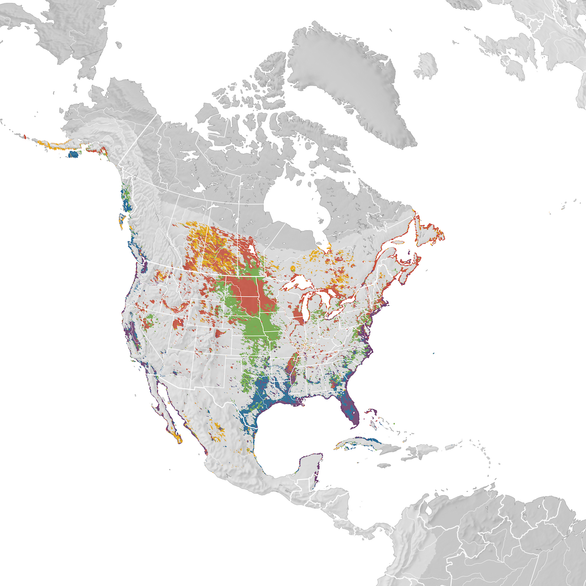 Double-crested Cormorant - Range map - eBird Status and Trends