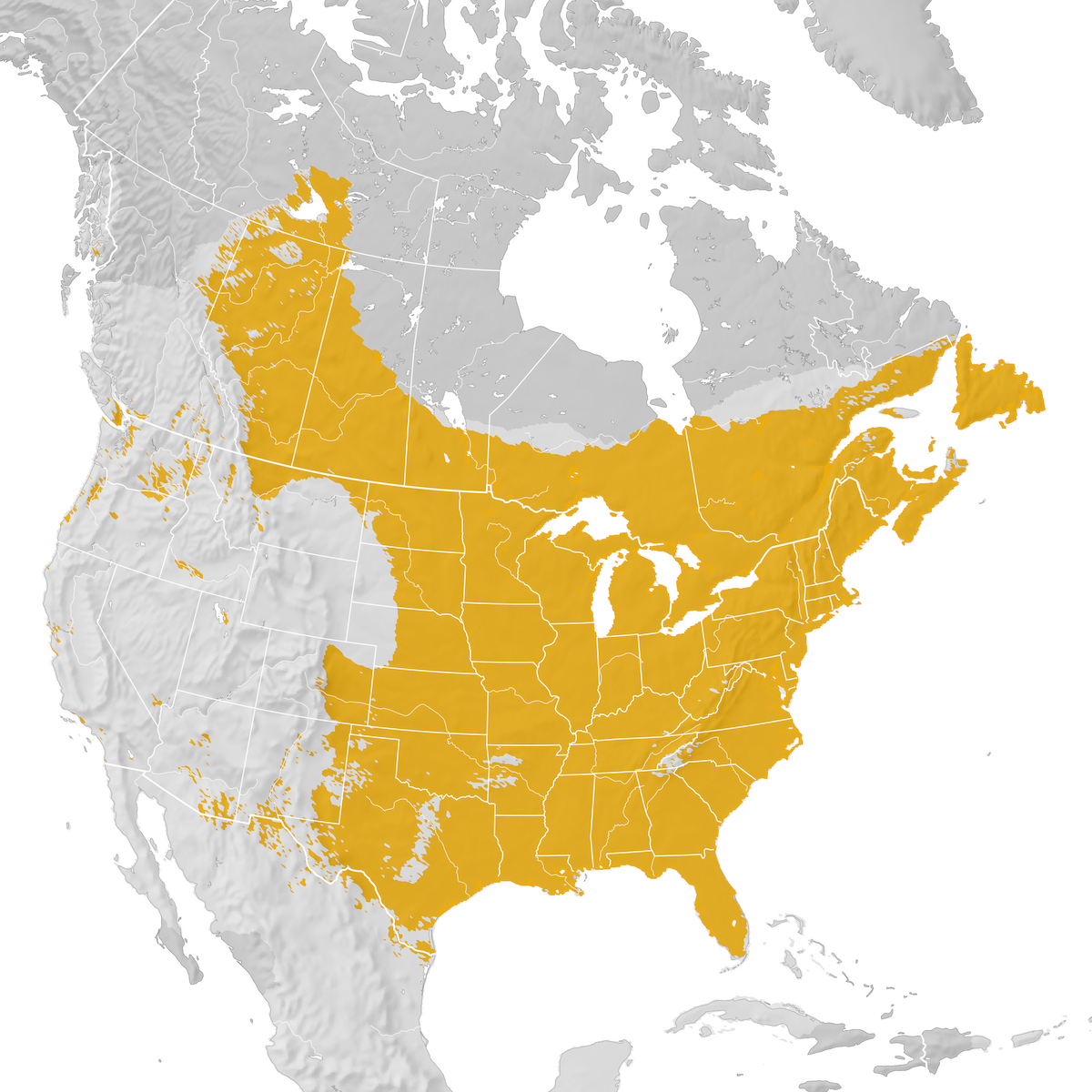 Swamp Sparrow - Range map: Post-breeding migration - eBird Status and ...