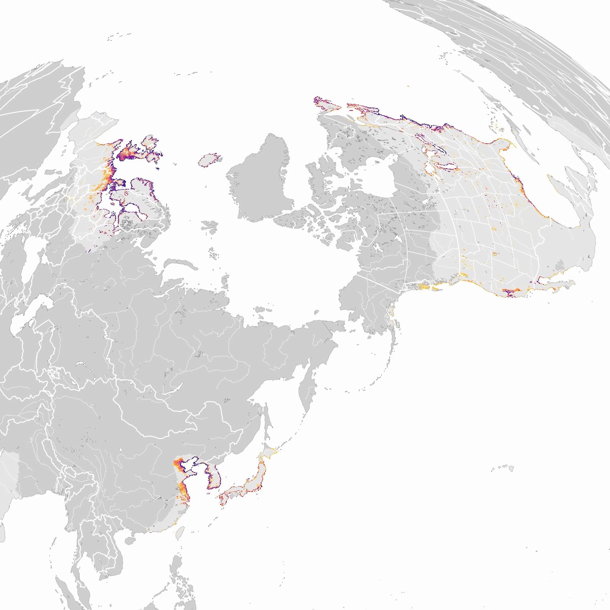 Herring Gull - Abundance animation - eBird Status and Trends