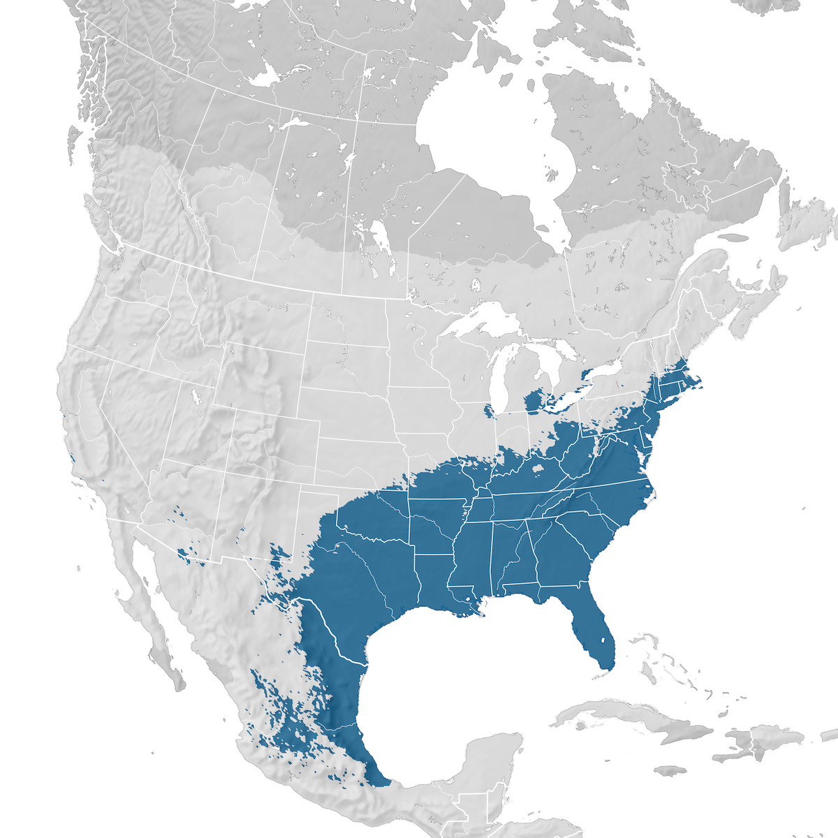 Eastern Phoebe - Range map: Non-breeding - eBird Status and Trends