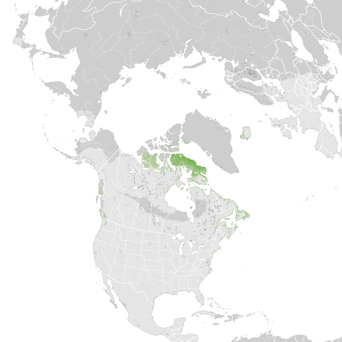 Iceland Gull - Abundance map: Pre-breeding migration - eBird Status and ...