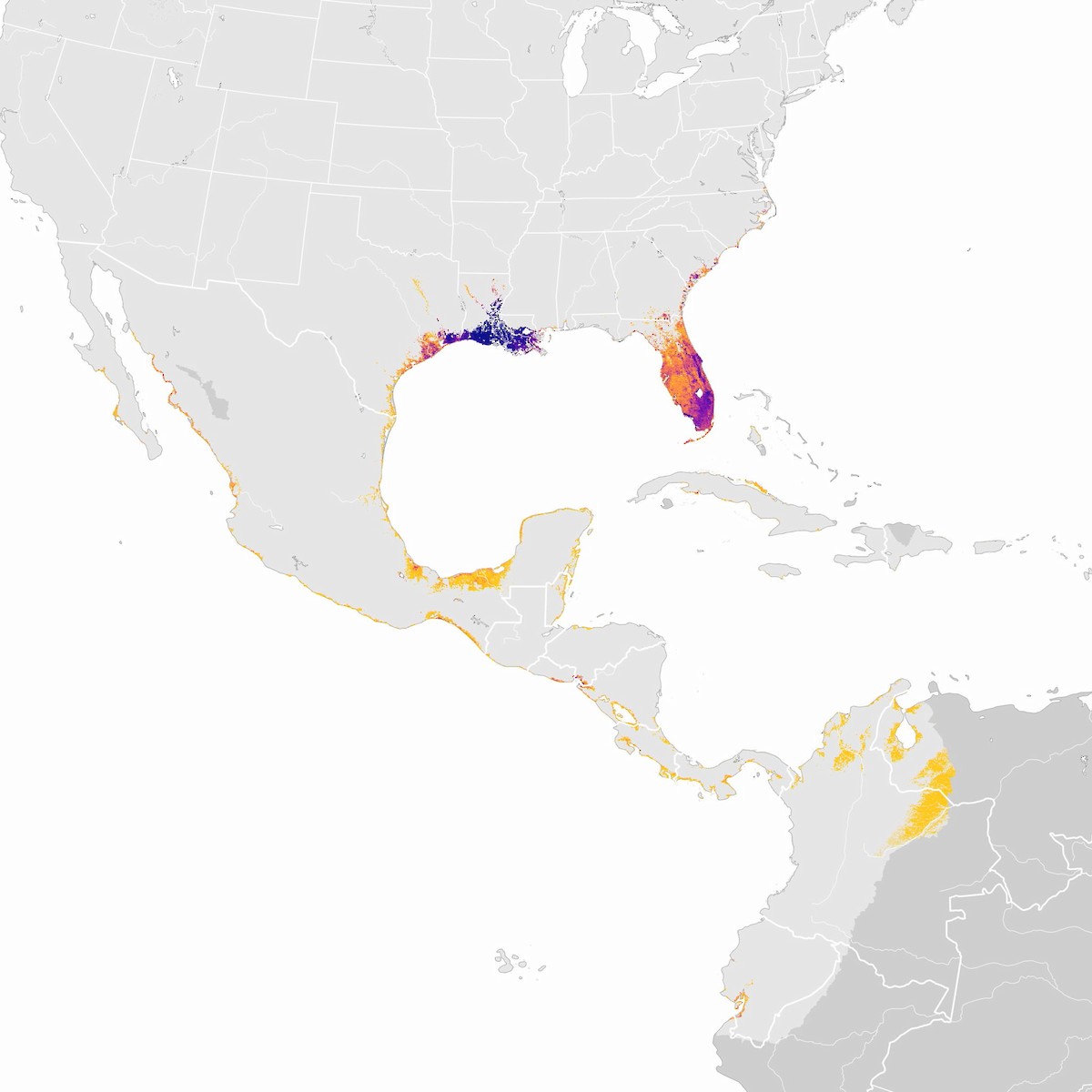 White Ibis - Abundance animation - eBird Status and Trends