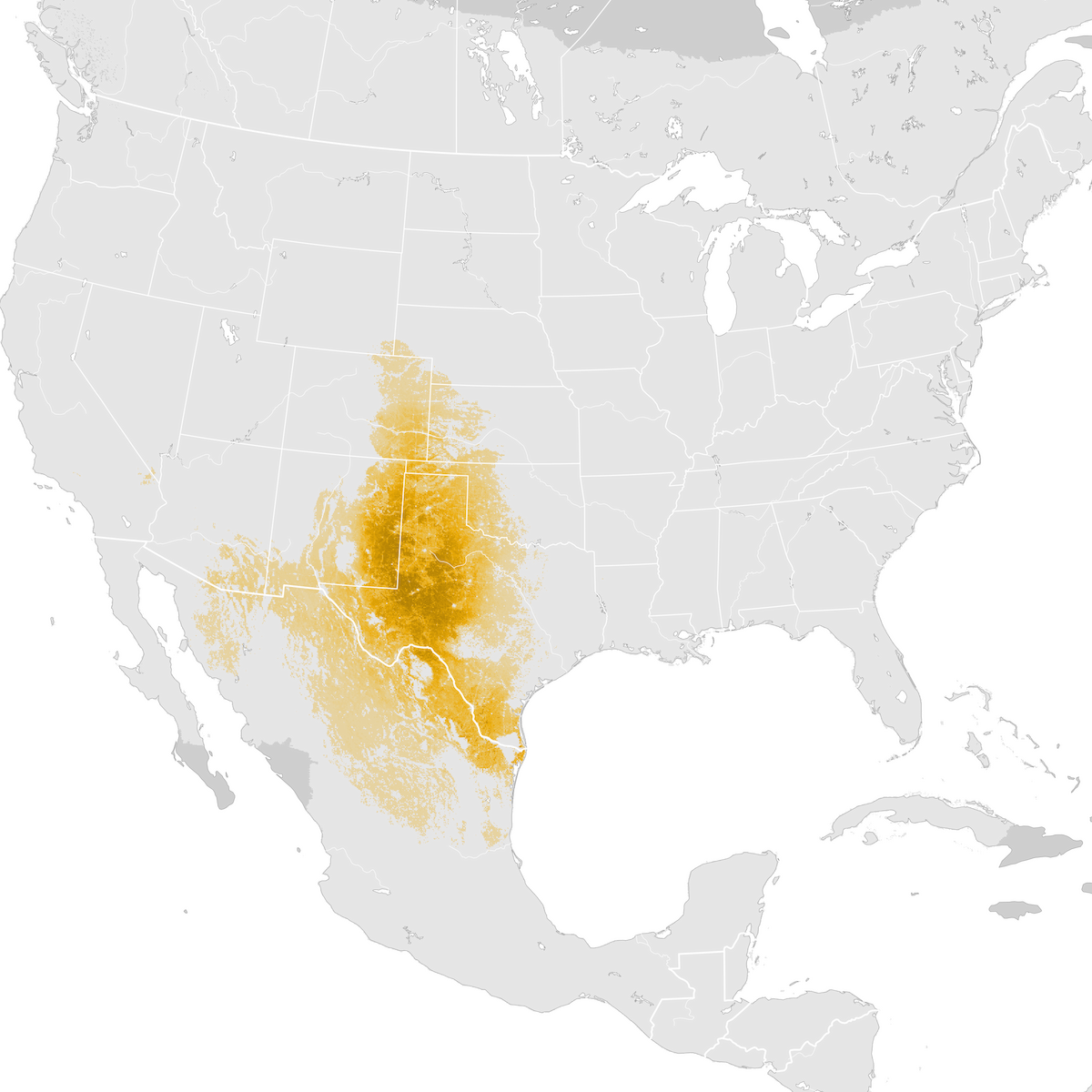 Cassin's Sparrow - Abundance map: Pre-breeding migration - eBird Status ...