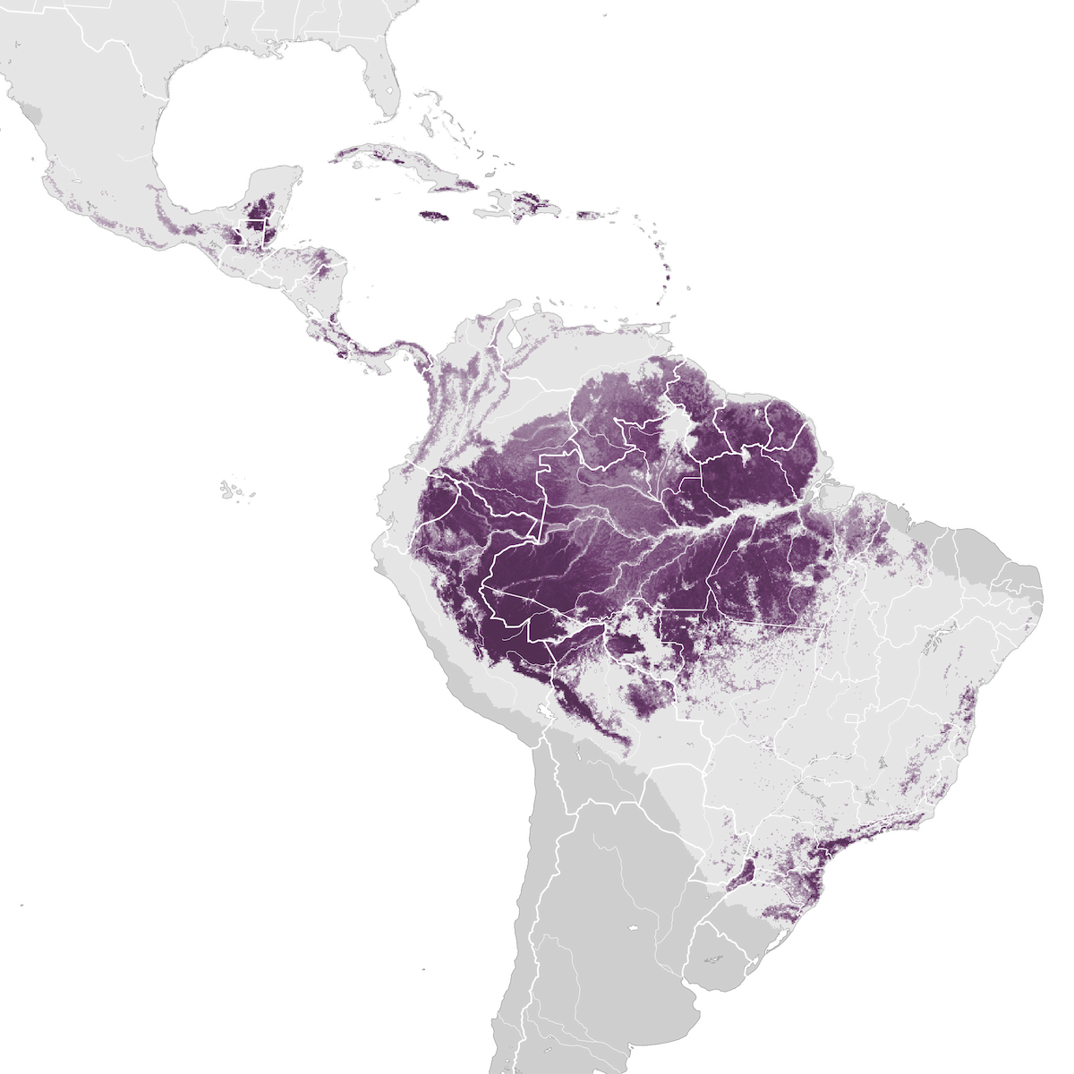 Ruddy Quail-Dove - Abundance map - eBird Status and Trends