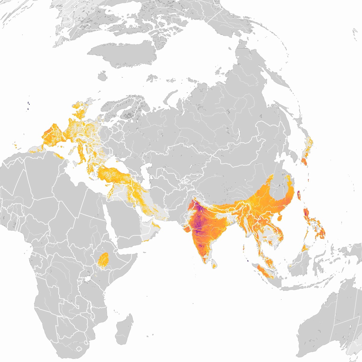 Gray Wagtail - Abundance animation - eBird Status and Trends