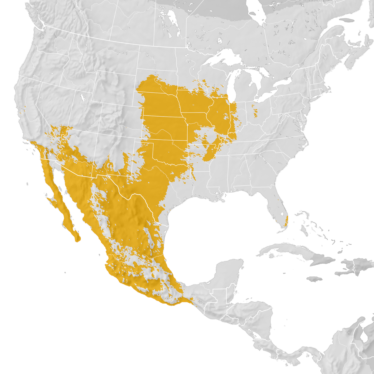 Bell's Vireo - Range map: Pre-breeding migration - eBird Status and Trends
