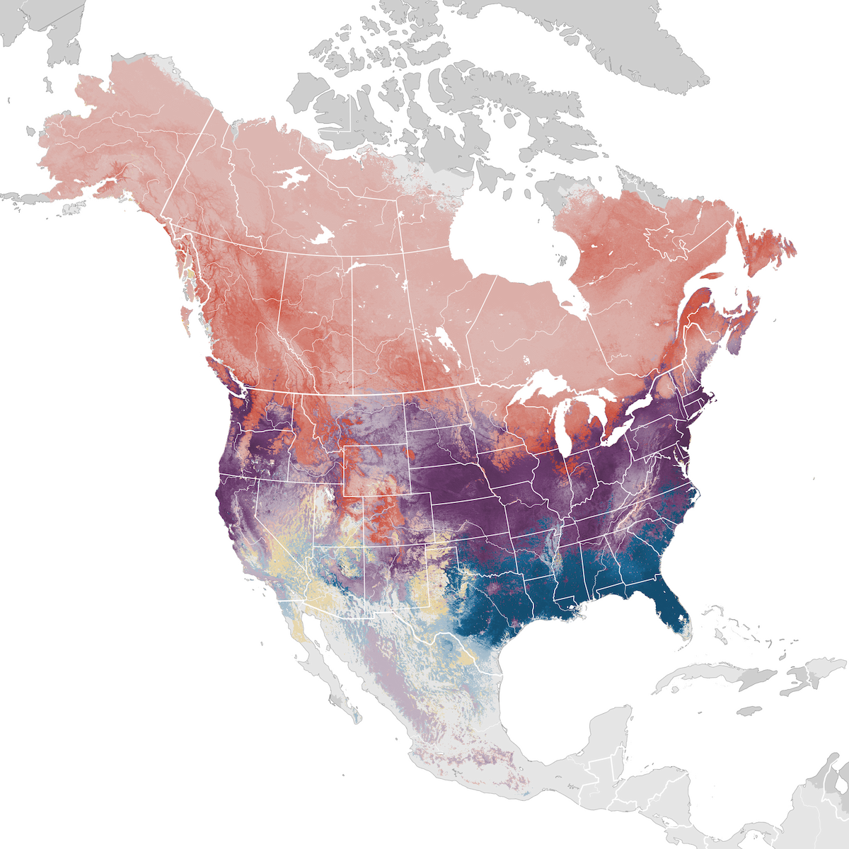 American Robin - Abundance map - eBird Status and Trends