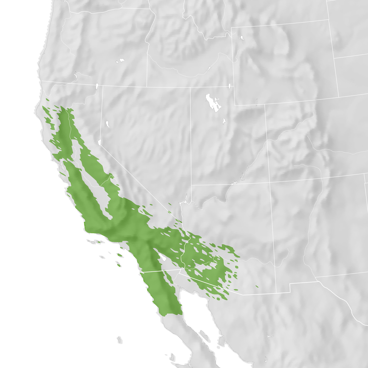 Lawrence's Goldfinch - Range map: Pre-breeding migration - eBird Status ...