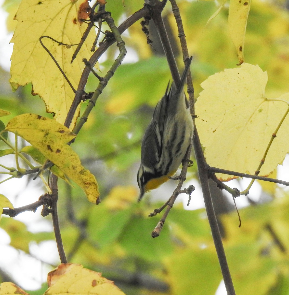 eBird Canada Checklist - 23 Oct 2021 - Bronte Bluffs Park - 7 species