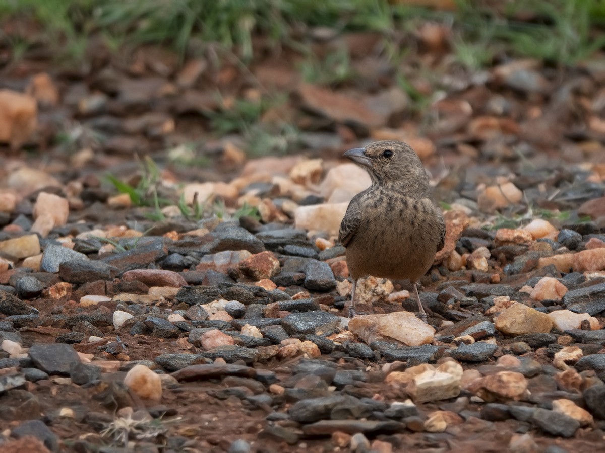 eBird India Checklist - 27 Aug 2021 - Kailasam, Andhra Pradesh, IN - 14 ...