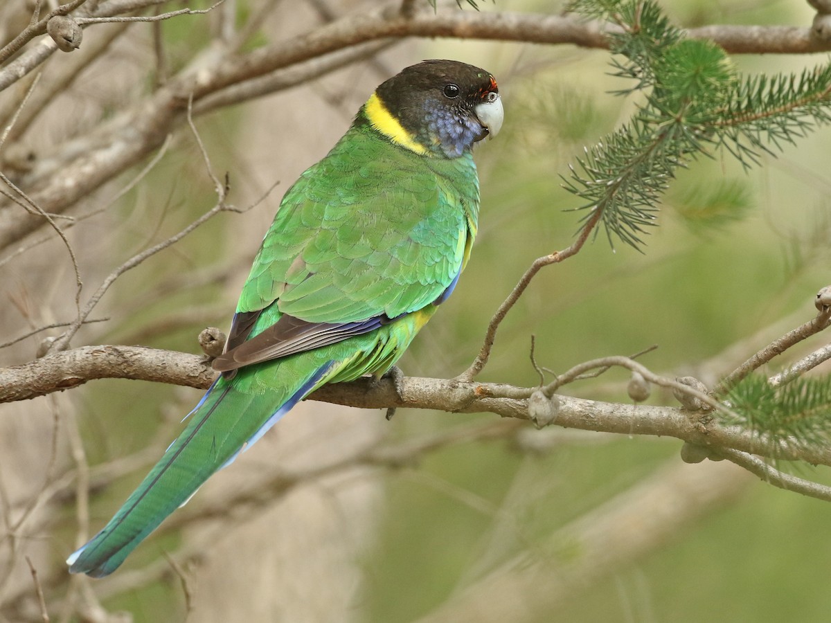 Australian Ringneck - Barnardius zonarius - Birds of the World