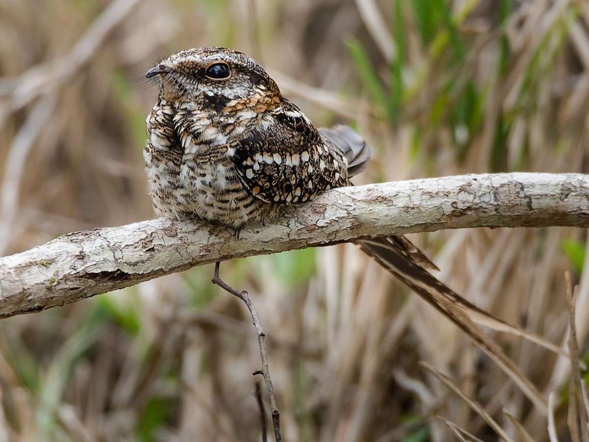 Scissor-tailed Nightjar - Hydropsalis torquata - Birds of the World