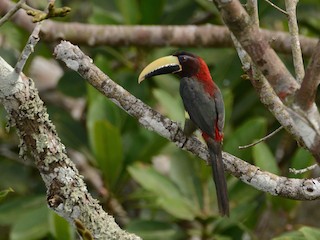 Red-necked Aracari - Pteroglossus bitorquatus - Birds of the World