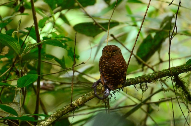 Photos - Cloud-forest Pygmy-Owl - Glaucidium nubicola - Birds of the World