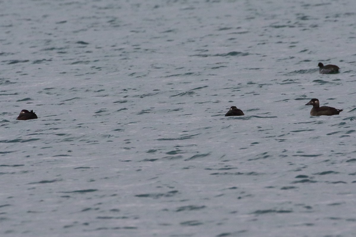 eBird Checklist - 26 Oct 2021 - Pyramid Lake-South Nets Beach - 19 ...