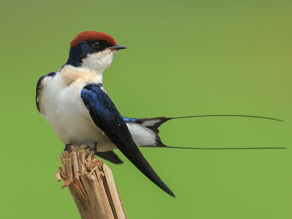 Wire-tailed Swallow - Hirundo smithii - Birds of the World