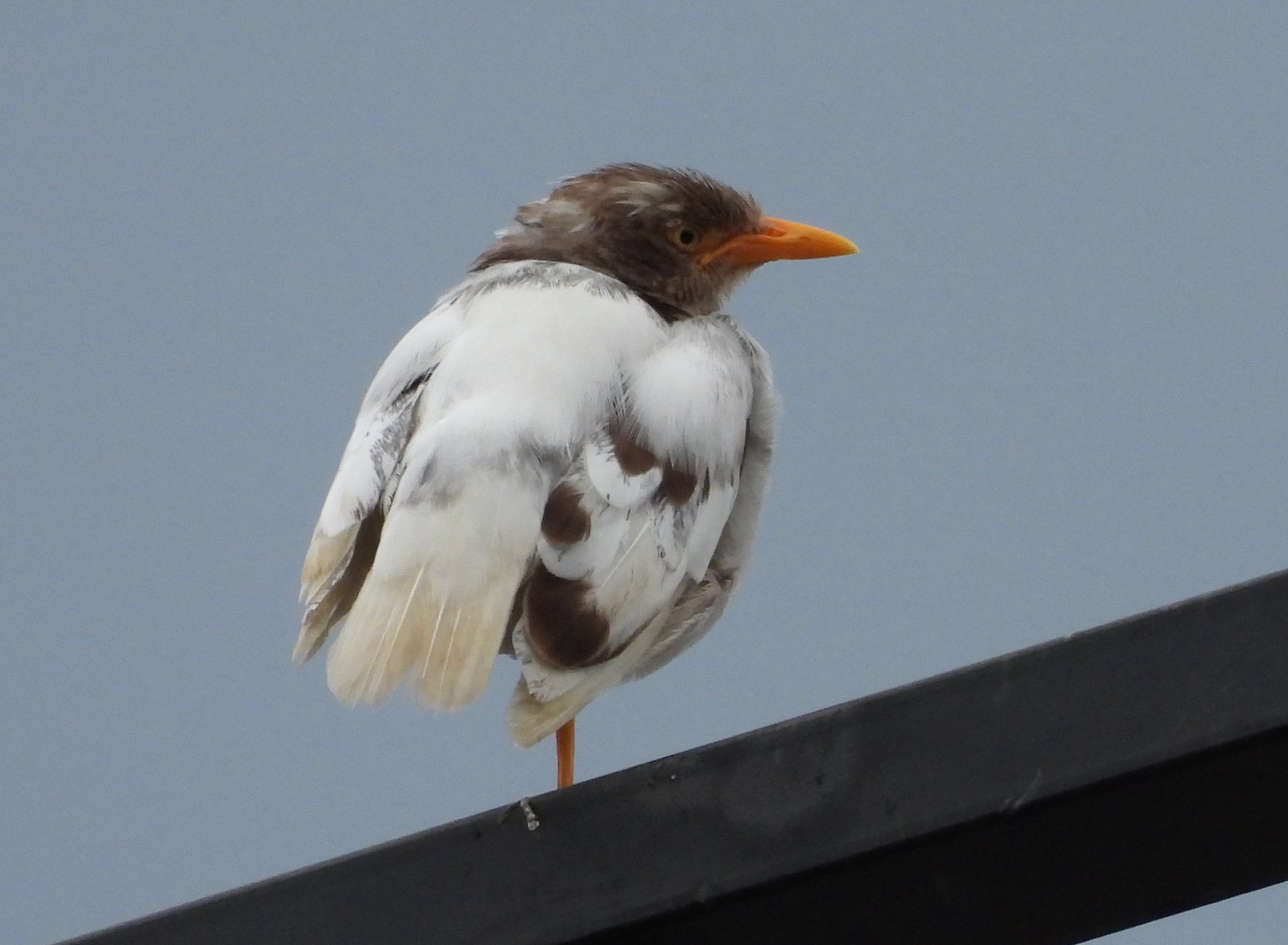 myna/starling sp. - eBird