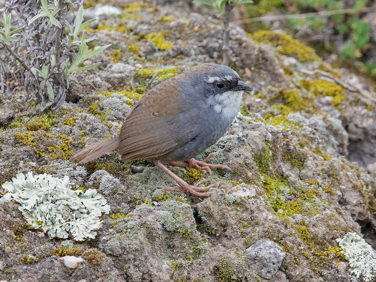 White-browed Tapaculo - Scytalopus superciliaris - Birds of the World