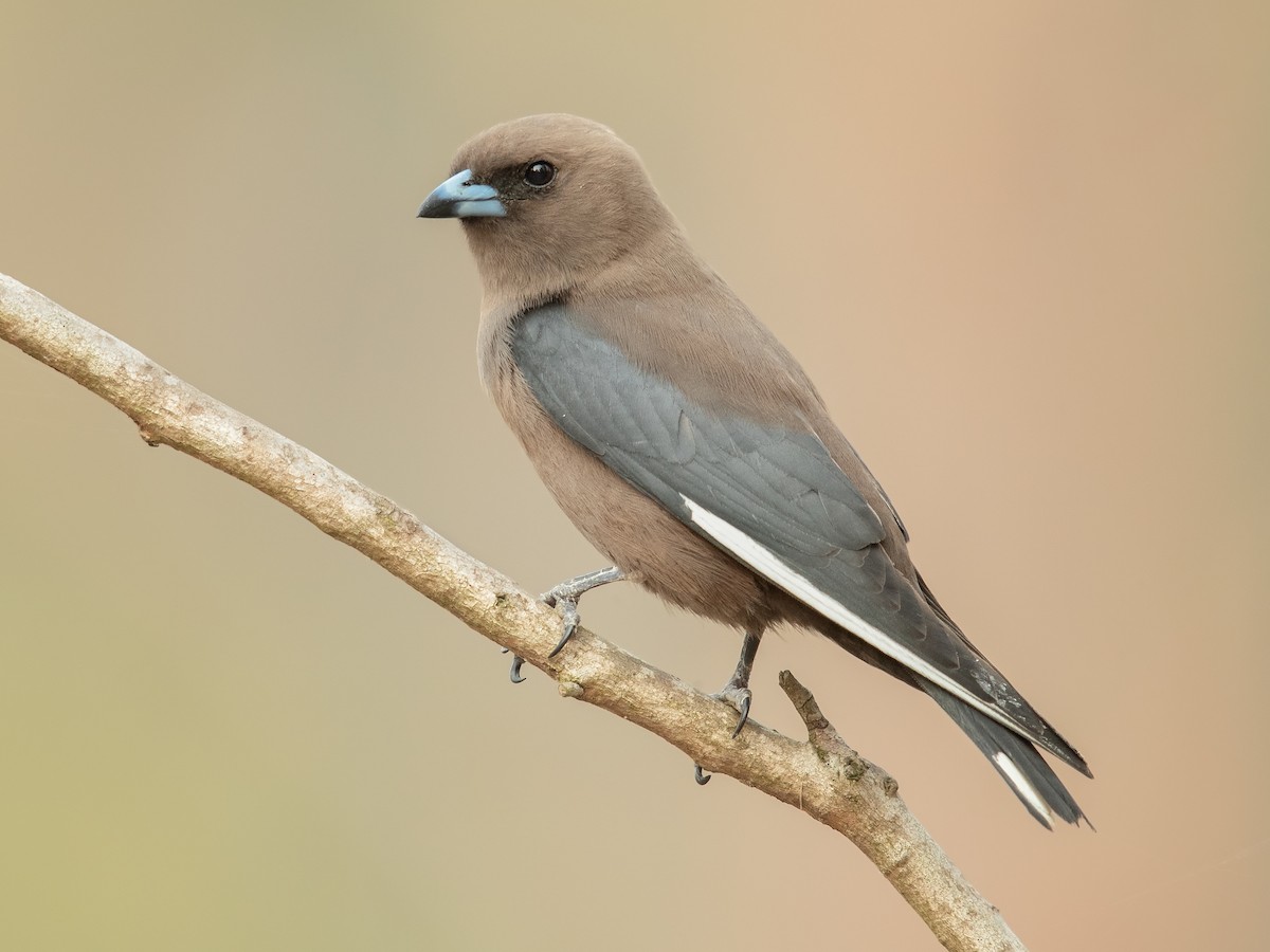 Dusky Woodswallow - Artamus cyanopterus - Birds of the World