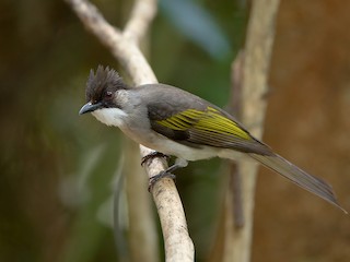 Ashy Bulbul - Hemixos flavala - Birds of the World