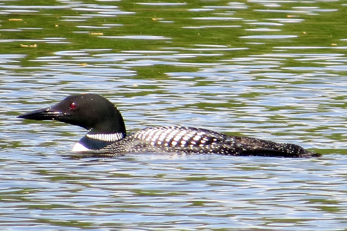 eBird Checklist - 3 May 2015 - Greenbelt Lake - Buddy Attick Lake Park ...
