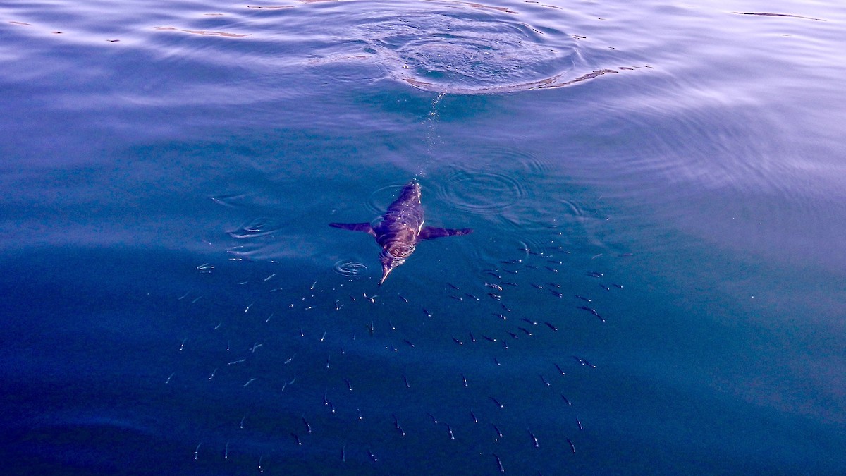 eBird Checklist - 27 Feb 2015 - Isla Isabela - 3 species