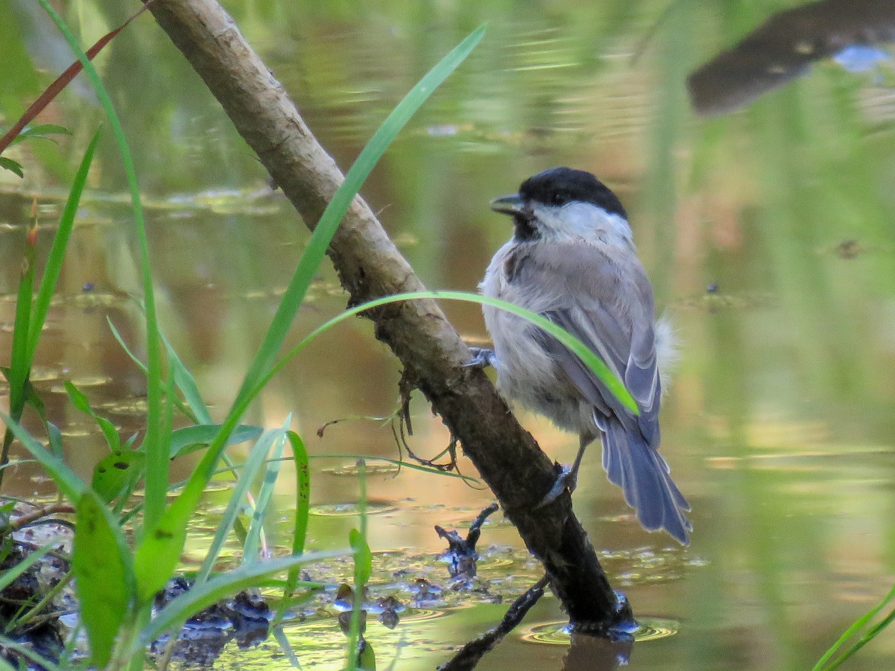 Mésange nonnette ou M. boréale - eBird