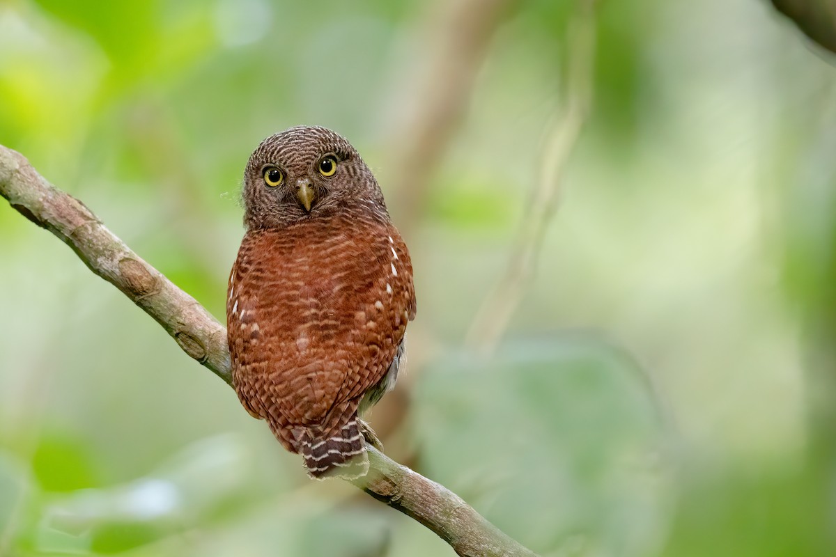 ML383567581 - Chestnut-backed Owlet - Macaulay Library