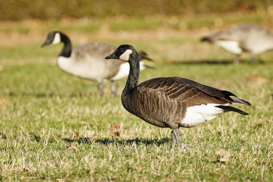 Barnacla canadiense grande (occidentalis/fulva) - eBird