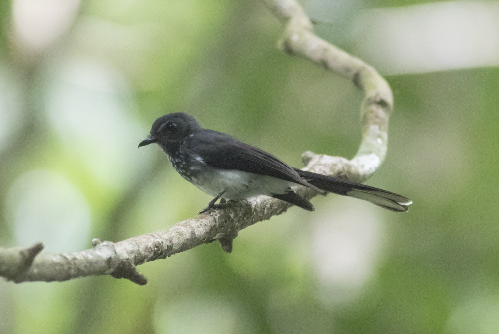 Spotted Fantail - Rhipidura perlata - Birds of the World