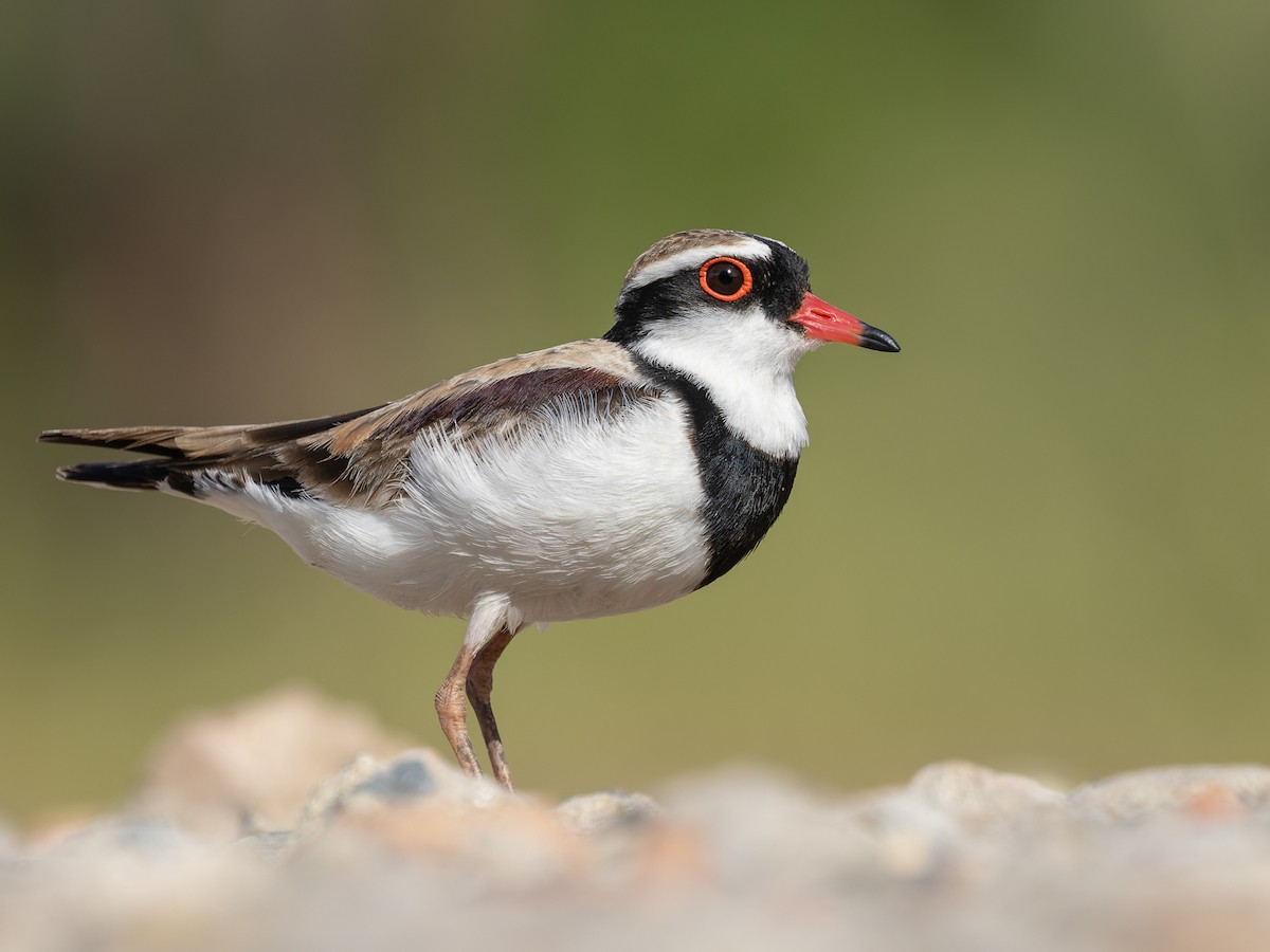 Black-fronted Dotterel - Thinornis melanops - Birds of the World