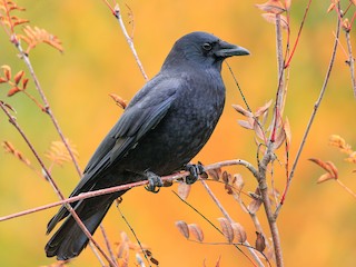 American Crow - Corvus brachyrhynchos - Birds of the World